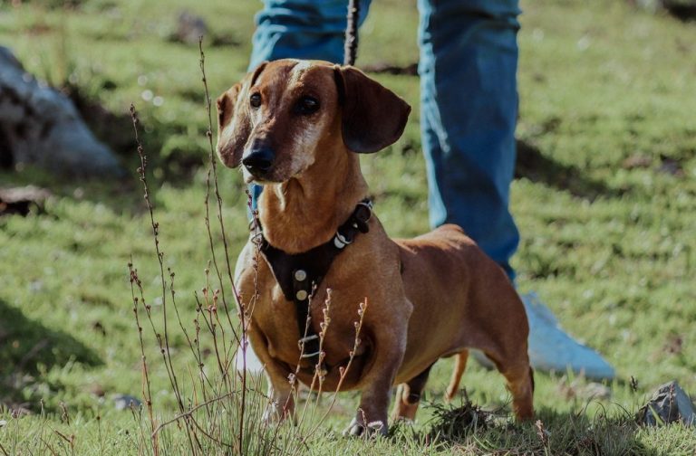 National Dachshund Day: Celebrating the Charming Wiener Dogs